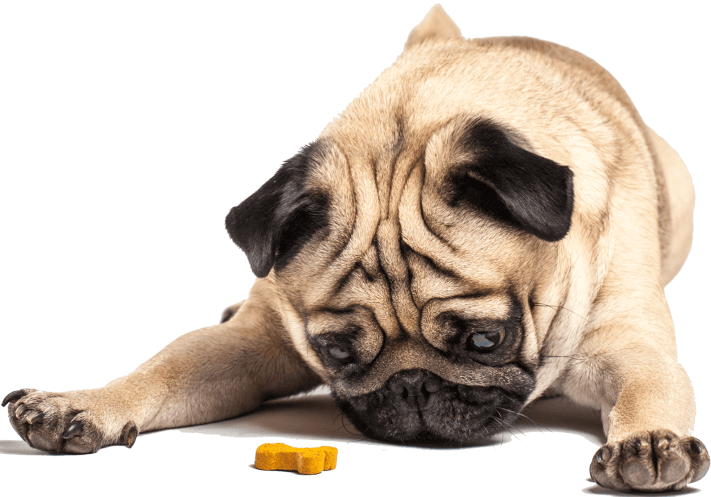 Contact Us | Plumbdog Plumbing