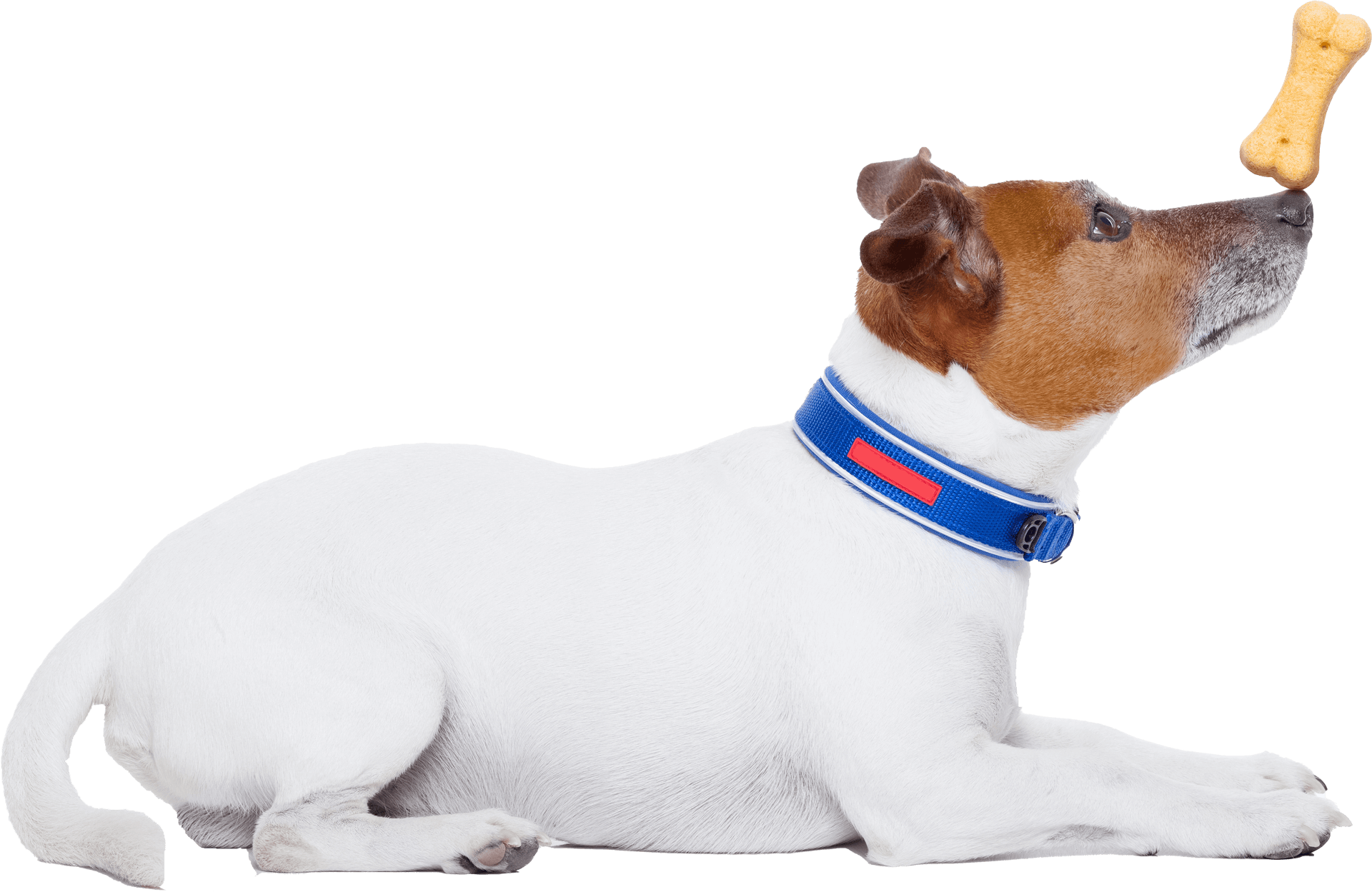 Plumbers Perth | Plumbdog Plumbing